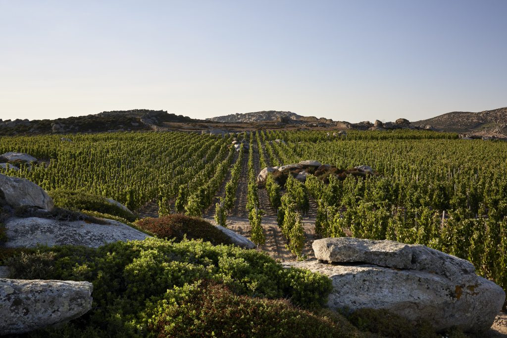 Exceptional Greek Winery T-Oinos Joins Cognac One Portfolio